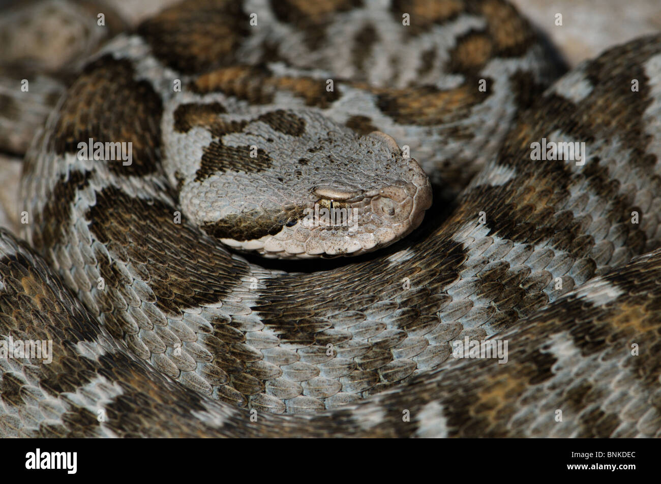 Viper vipers adder adders mountain adder Wagner's mountain adder ...