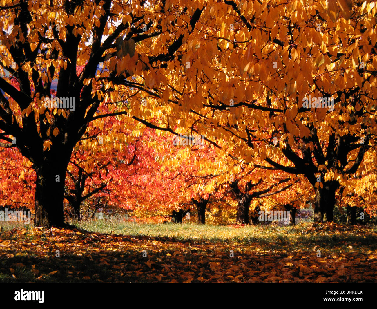 Switzerland canton Basel land Arisdorf cherry trees autumn sheets ...
