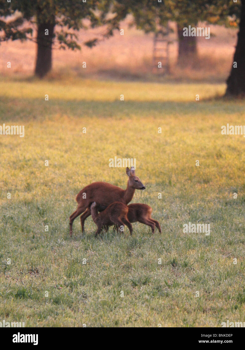 Animals roe deer Jung's animals nurse fawn meadow Bottmigen canton ...
