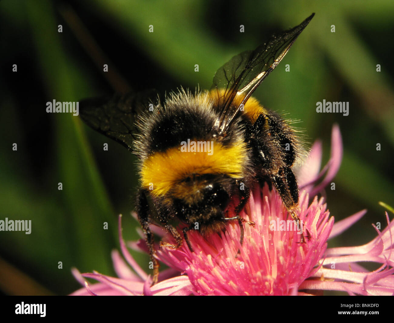 Insects bumblebee earth bumblebee bombus terrestris blossom flourish ...