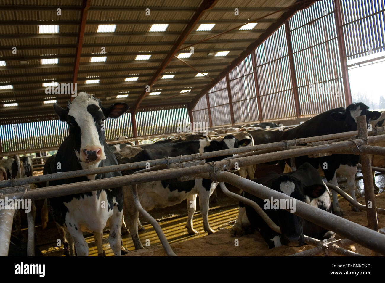 Cow shed england hi-res stock photography and images - Alamy