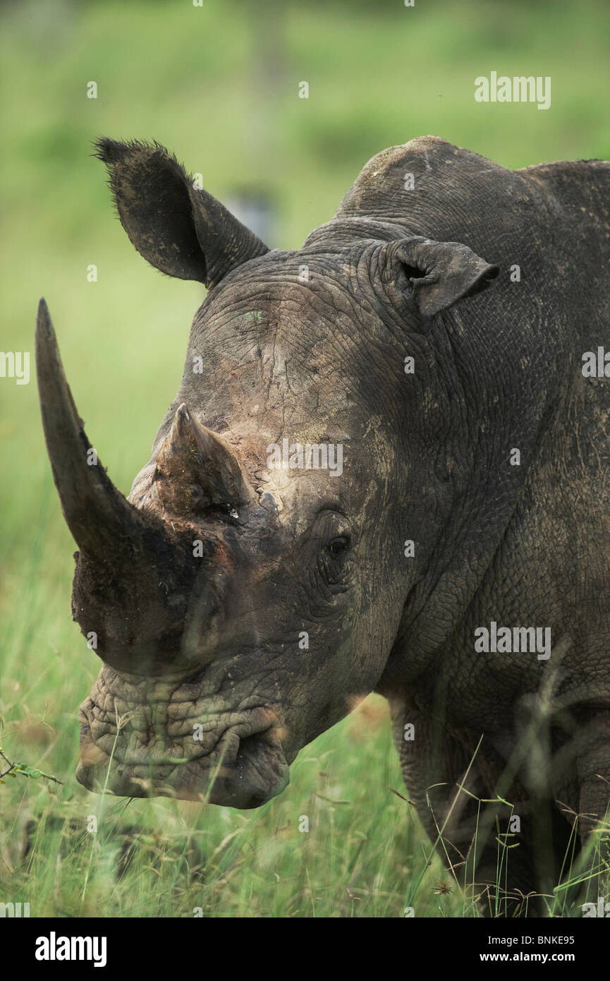Rhino taxonomy hi-res stock photography and images - Alamy