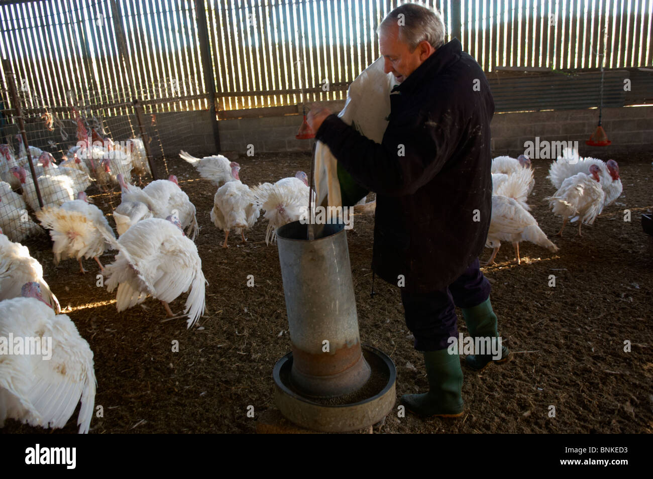 A small independent turkey farm in Wilshire, England Stock Photo - Alamy