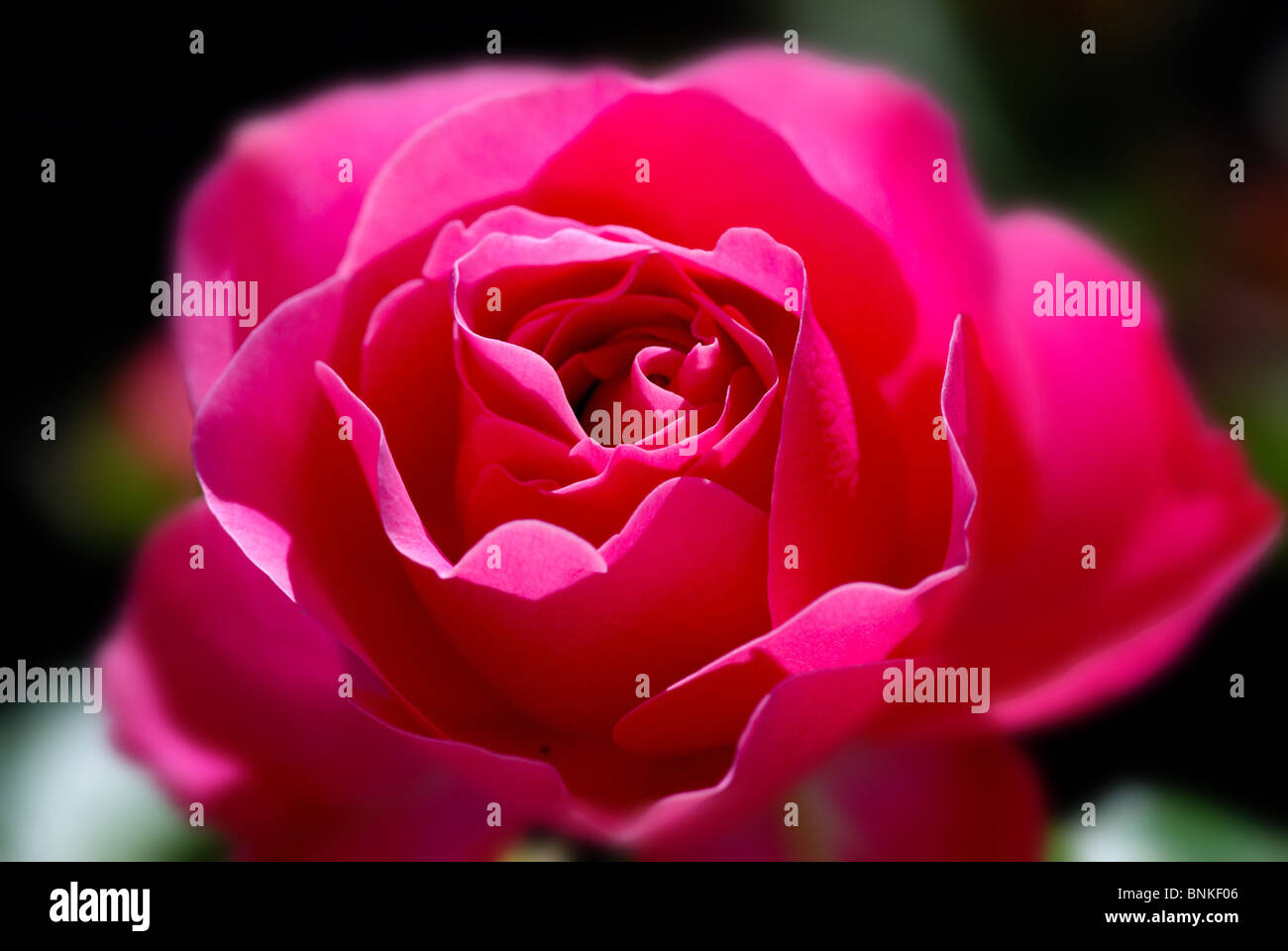 Plant pink rose hi-res stock photography and images - Alamy