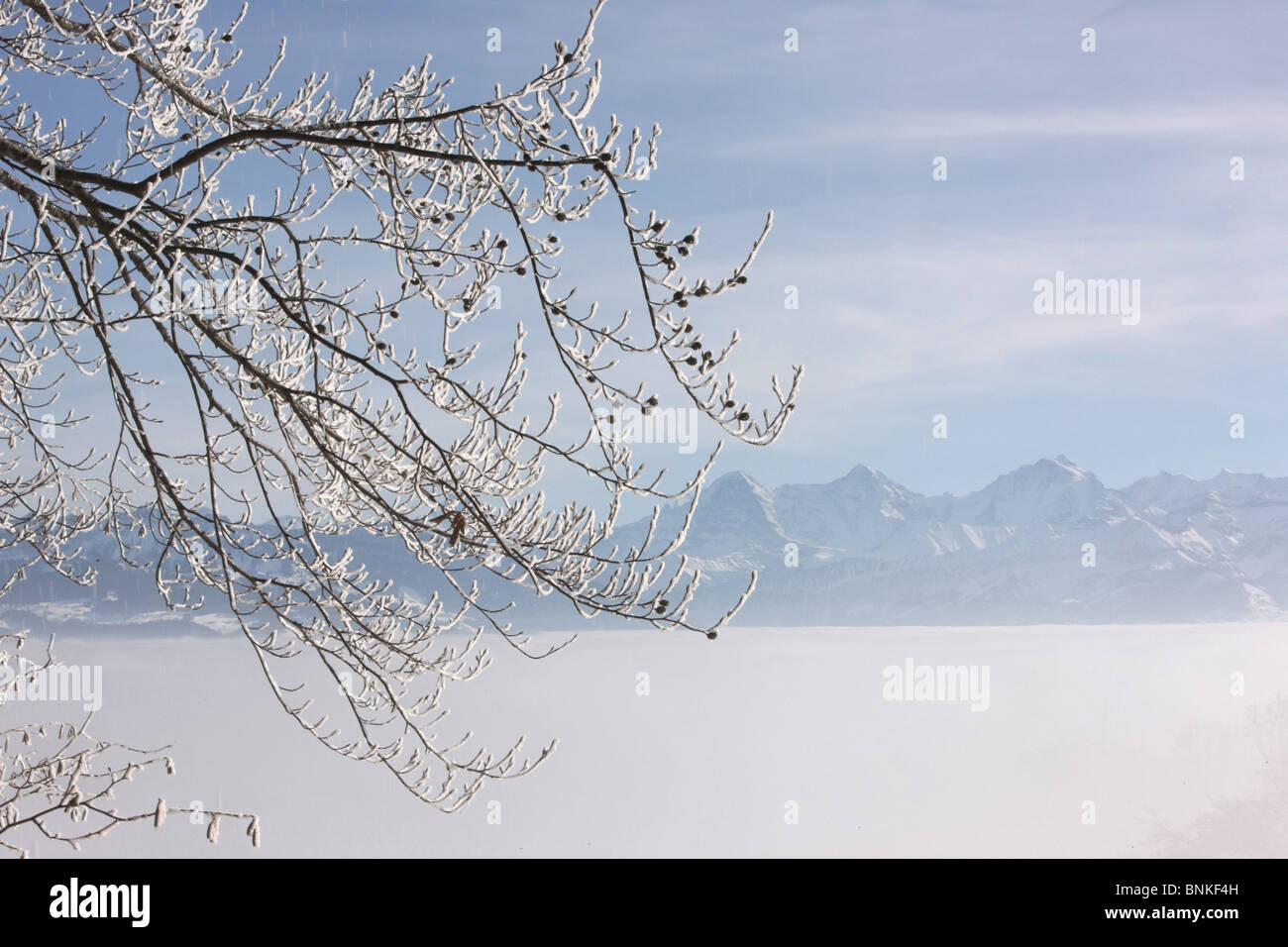 Switzerland scenery winter winter scenery tree branches Alps Eiger monk ...