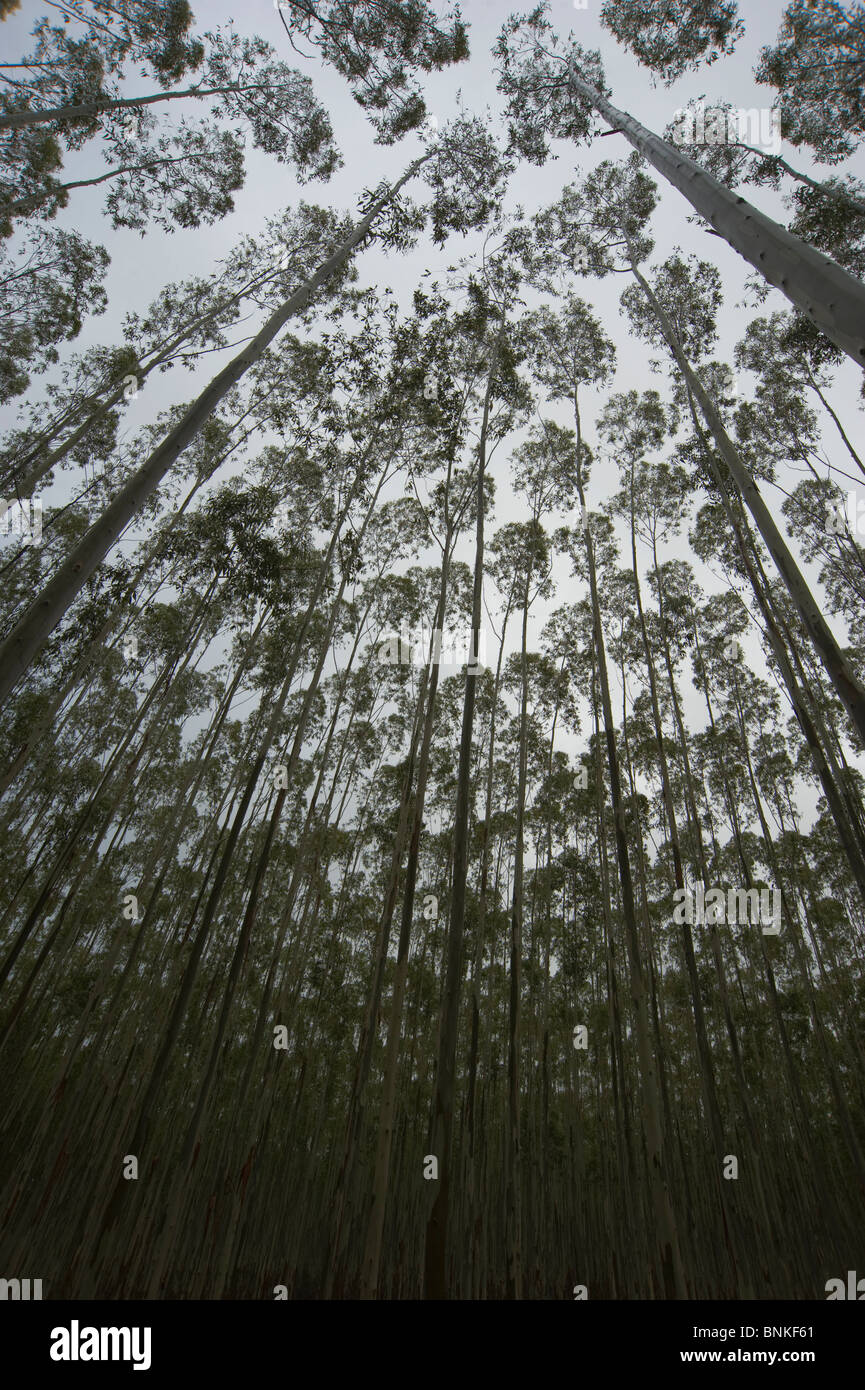 Plantation of trees Stock Photo - Alamy