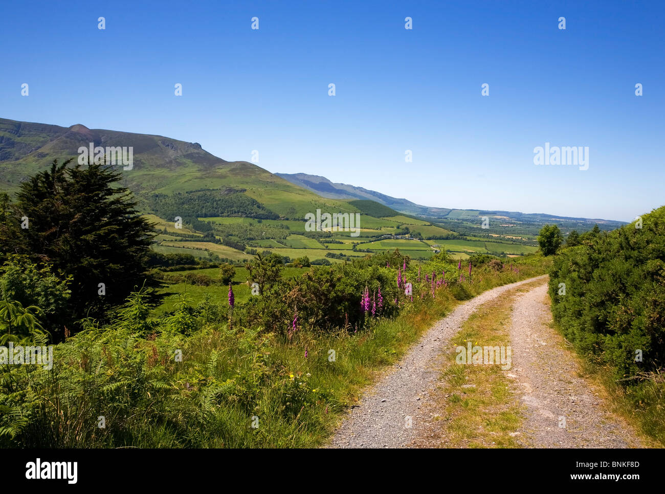 Foxglove-lined Boreen (Farm Track) on Croaghaun Hill, Comeragh ...