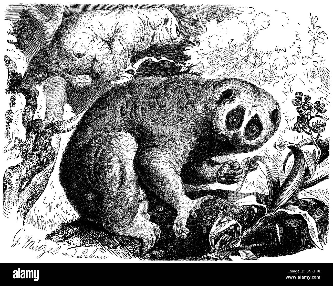 Slow loris, Nycticebus coucang Stock Photo - Alamy