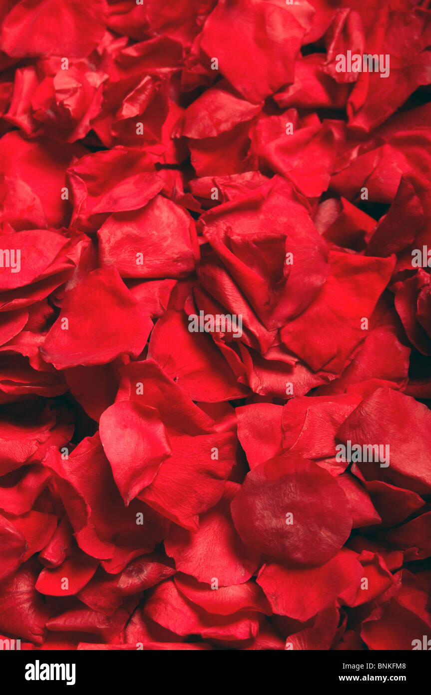 Red rose petals texture background, transparent flowers Stock Photo - Alamy
