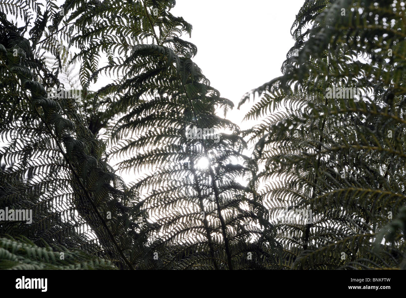Eden project interior hi-res stock photography and images - Alamy