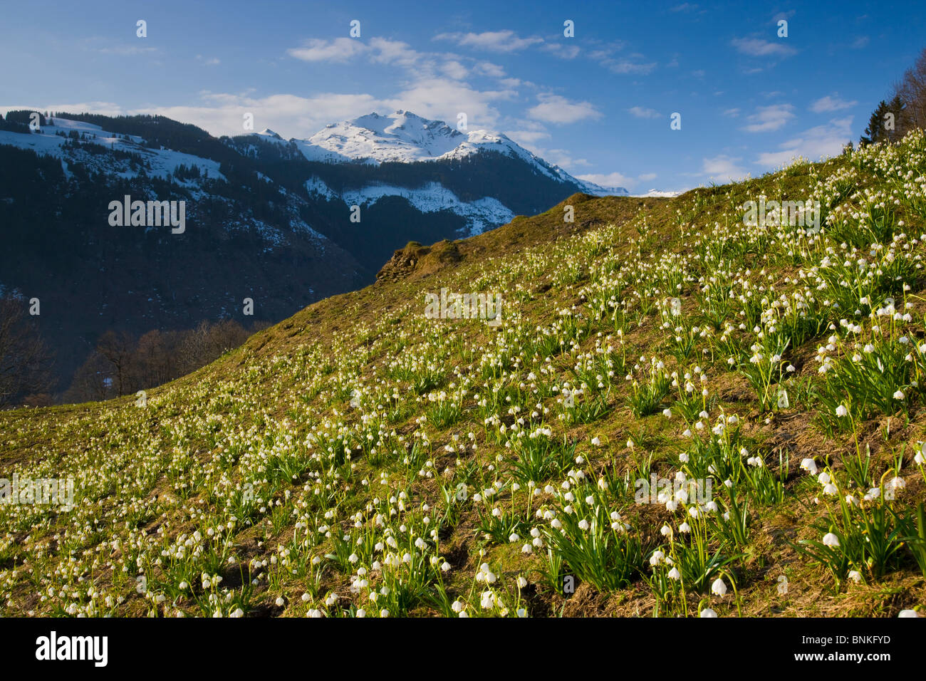 Vermol hi-res stock photography and images - Alamy