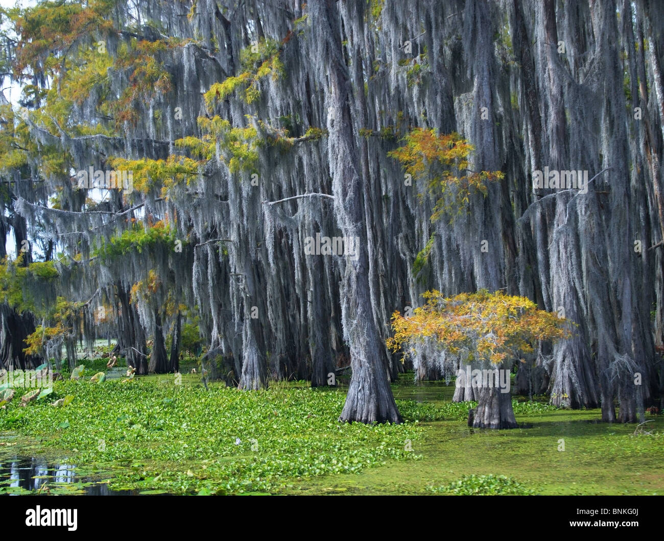 Cypress Tree Lake High Resolution Stock Photography and Images - Alamy