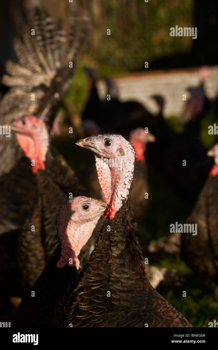 A small independent turkey farm in Wilshire, England Stock Photo - Alamy