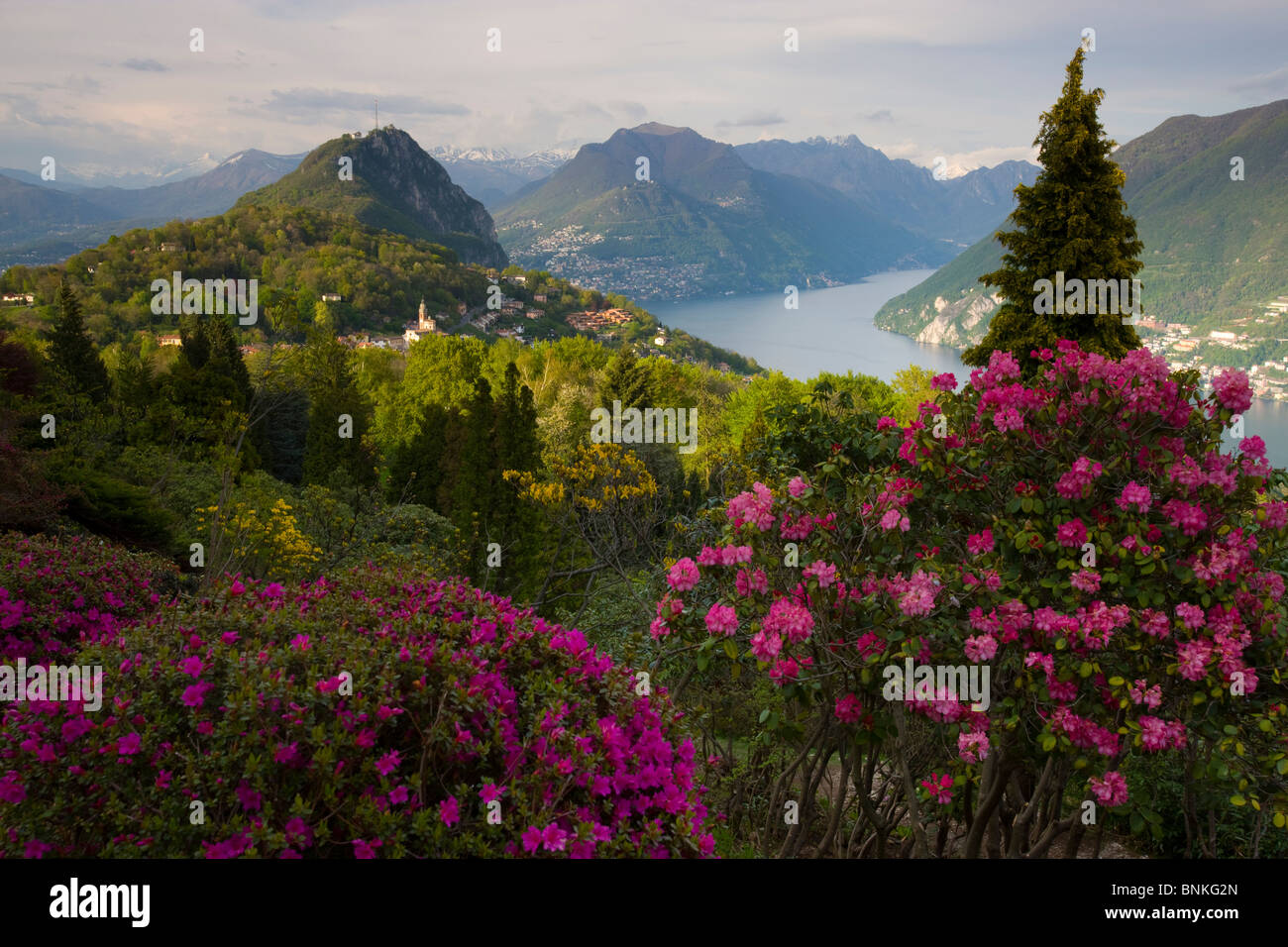 Carona Switzerland canton Ticino park rhododendron cypress lake Lago di ...