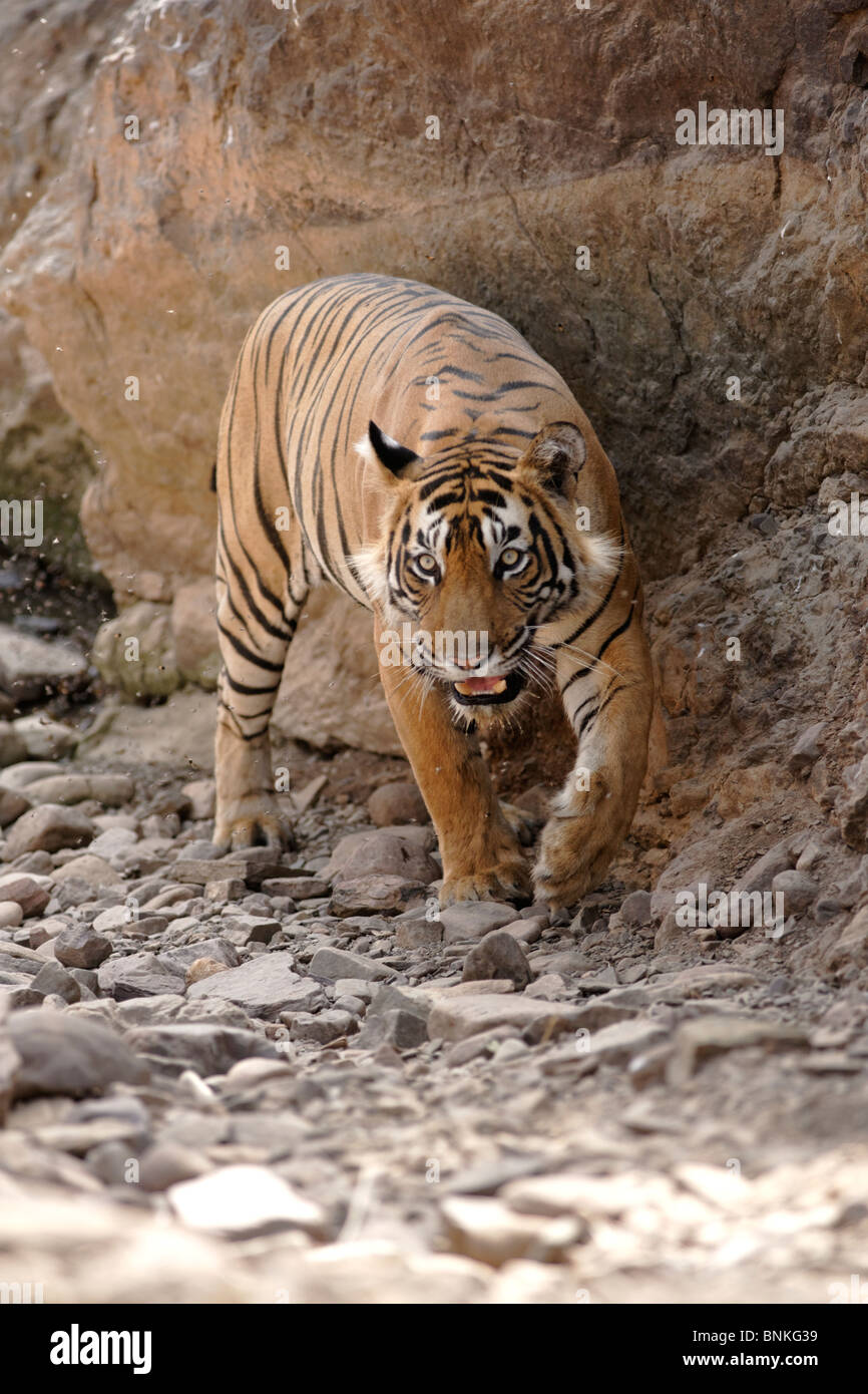 Tiger approaching hi-res stock photography and images - Alamy