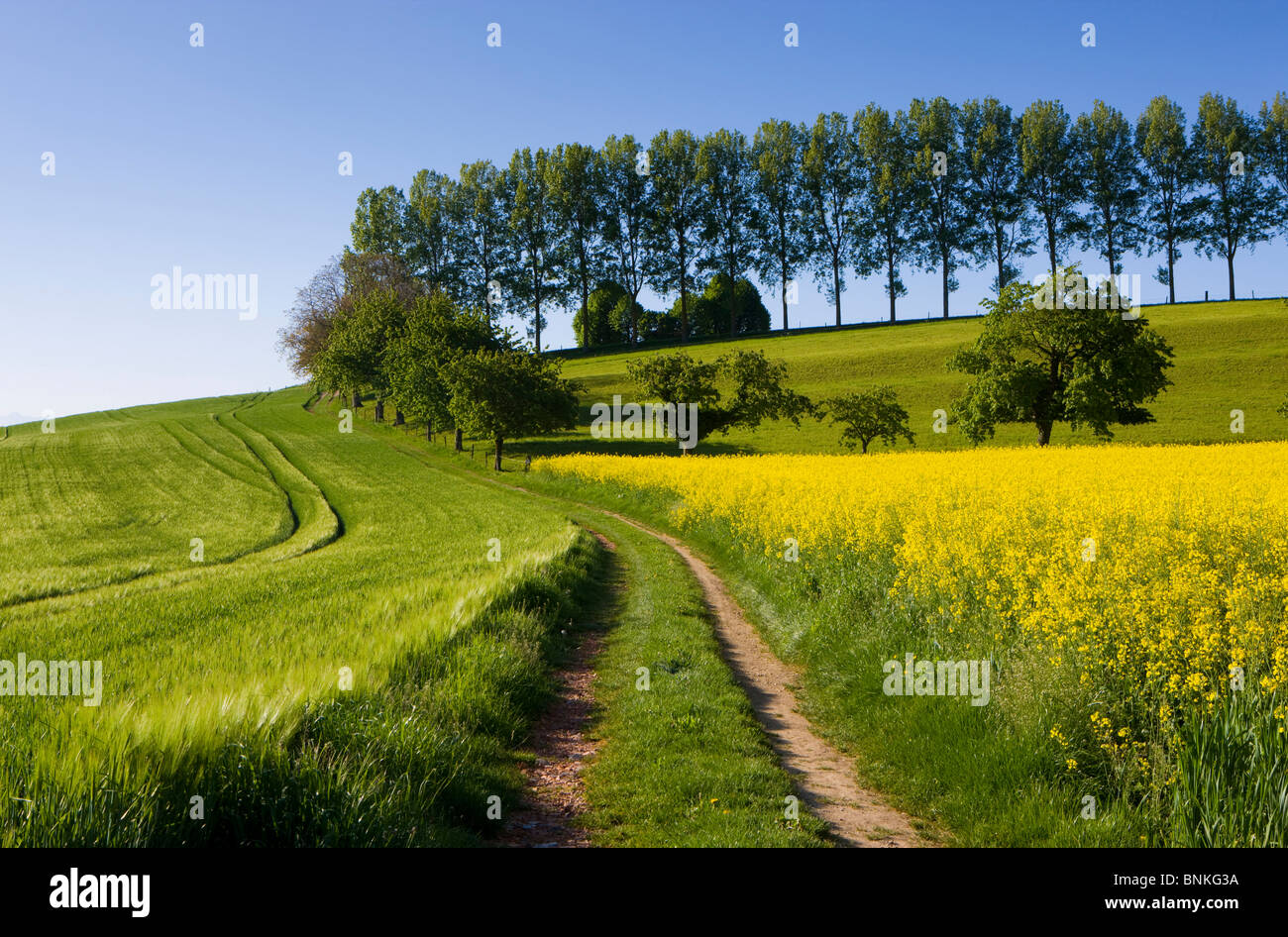 Concise Switzerland canton Vaud fields rape field trees way grain-field ...