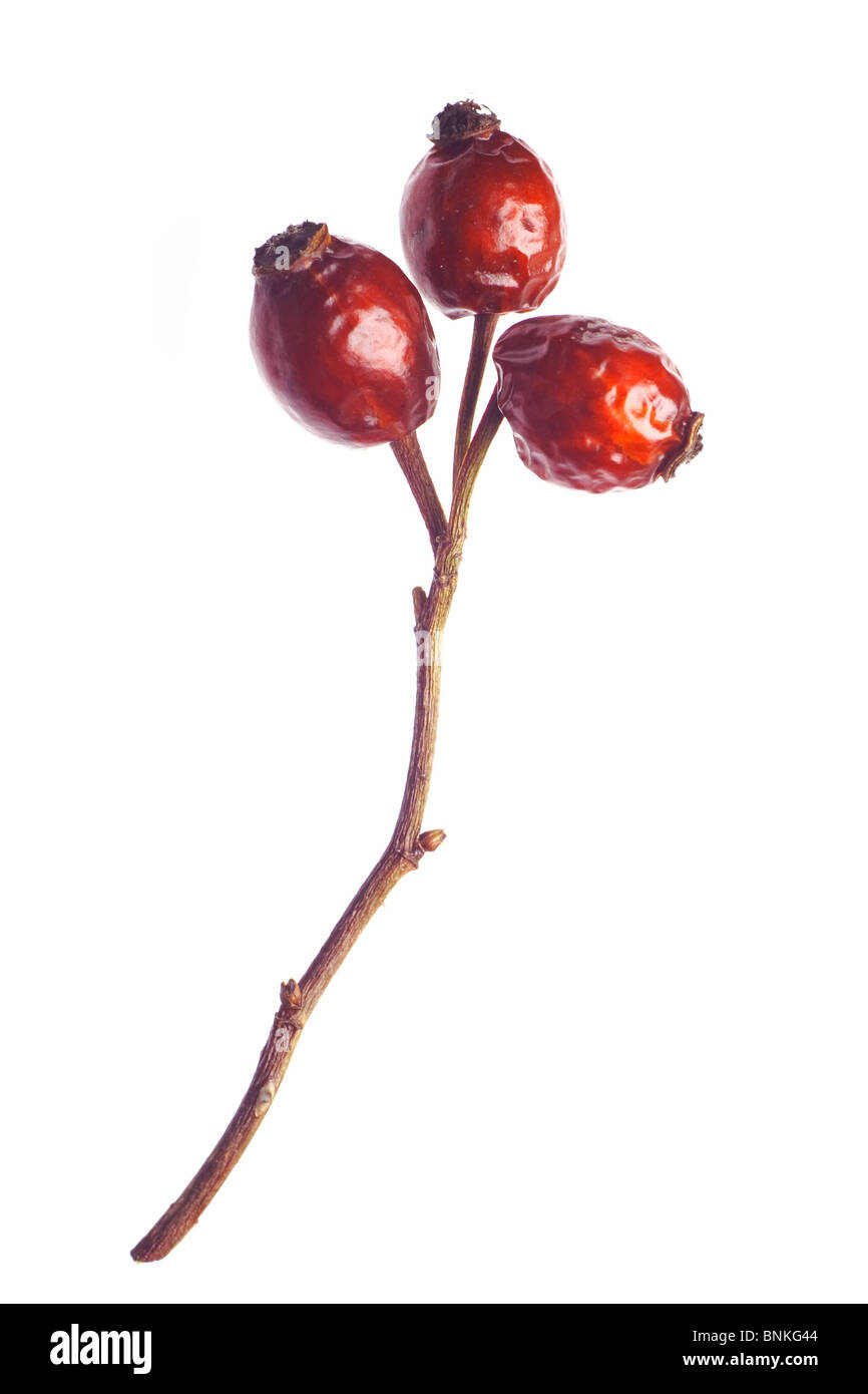 Brier branch Cut Out Stock Images & Pictures - Alamy