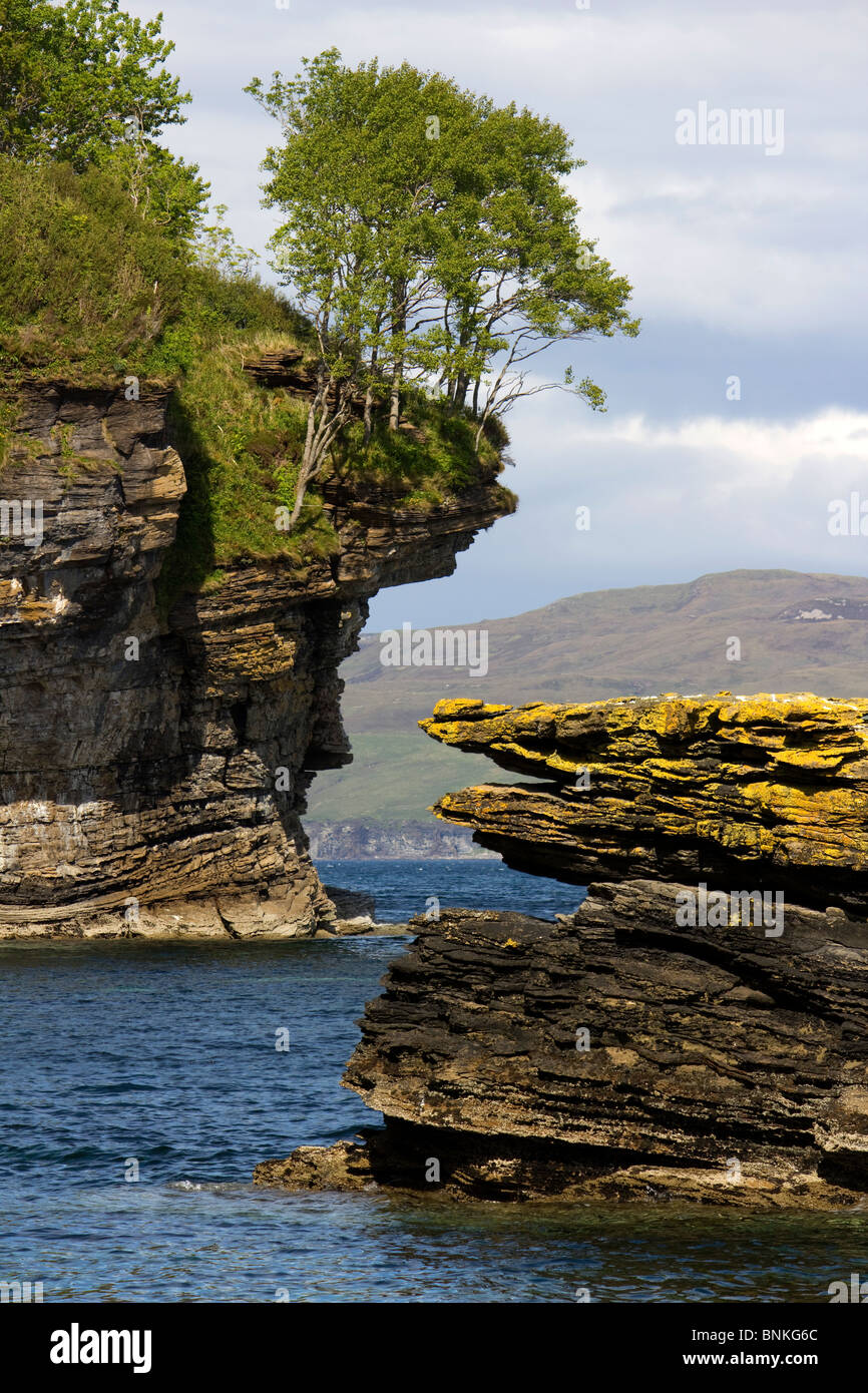 Overhanging trees on eroded rocky sea cliffs on the shores of Loch ...