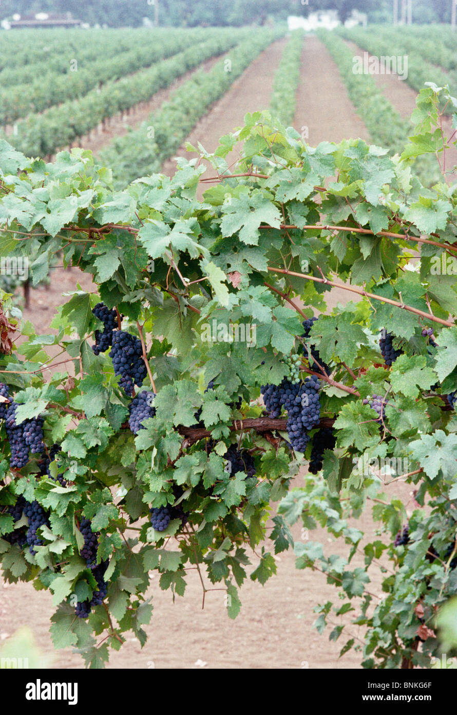 Rose zinfandel hi-res stock photography and images - Alamy