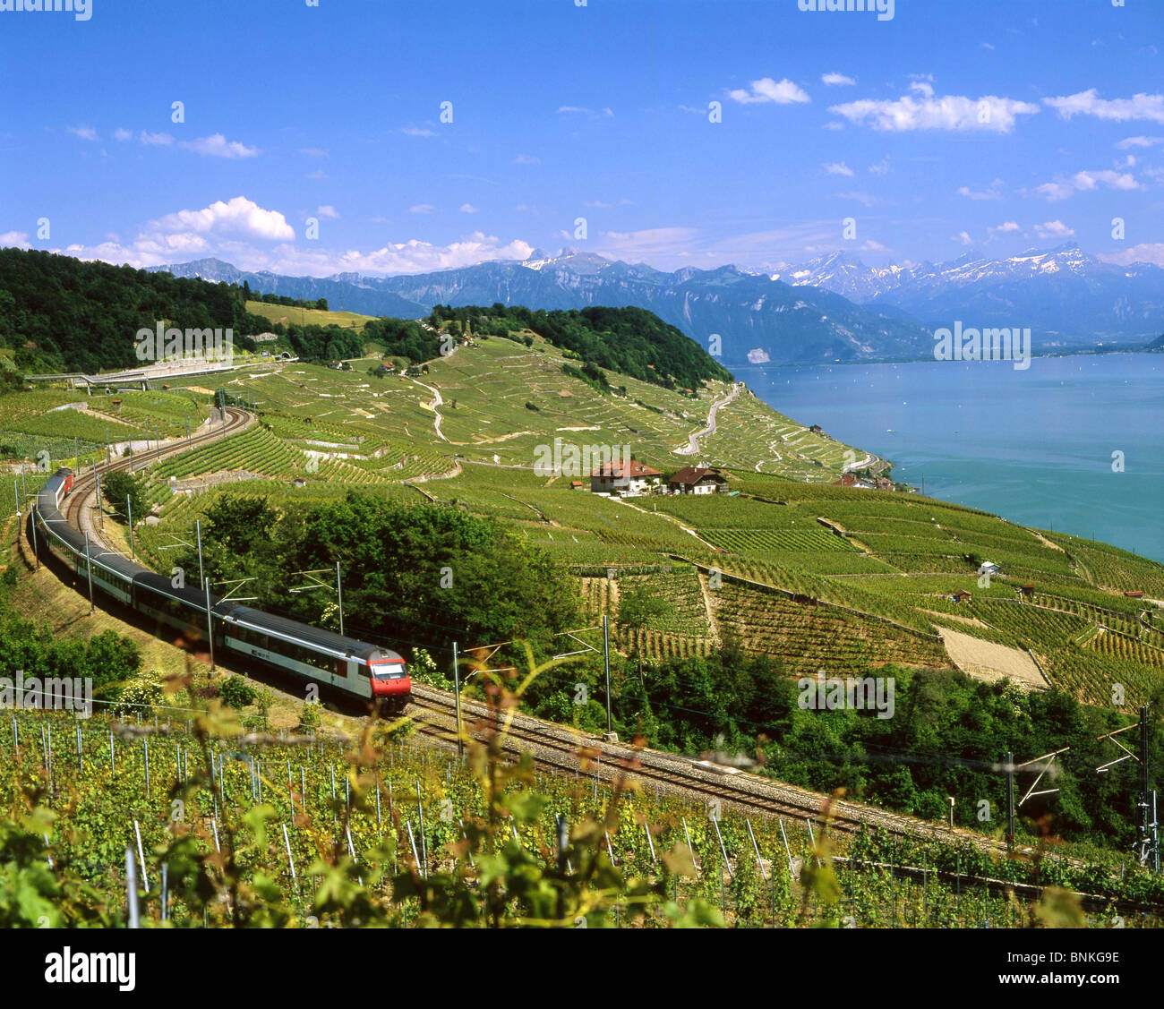 Switzerland scenery Genevan lake road railway train vineyards shoots ...