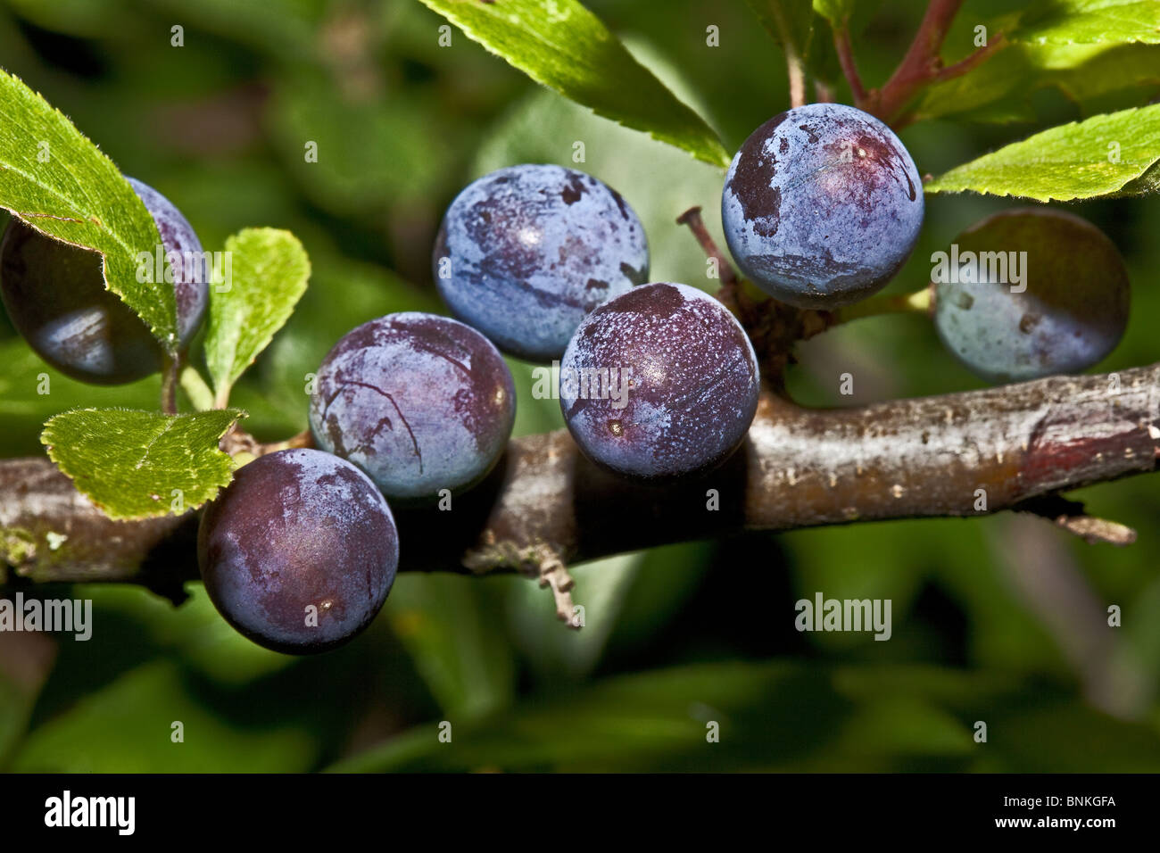 Prunus spinosa autumn hi-res stock photography and images - Alamy