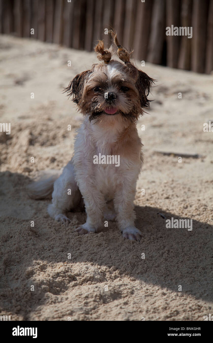 Portrait of a small dog on the beach Stock Photo - Alamy