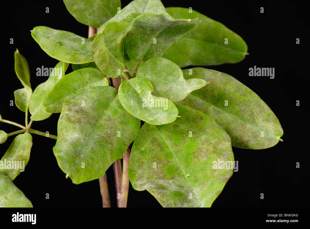 Powdery mildew (Microsphaera akebiae) infection on chocolate vine ...