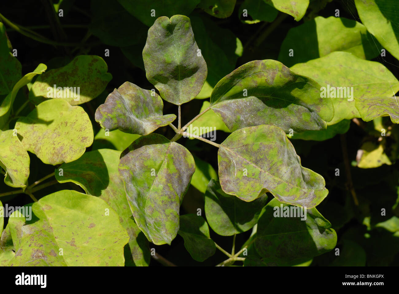 Powdery mildew (Microsphaera akebiae) infection on chocolate vine ...