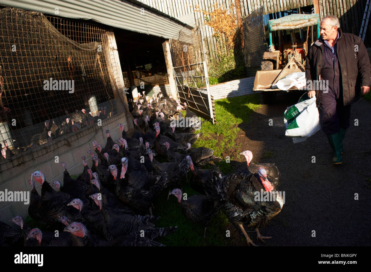 A small independent turkey farm in Wilshire, England Stock Photo - Alamy