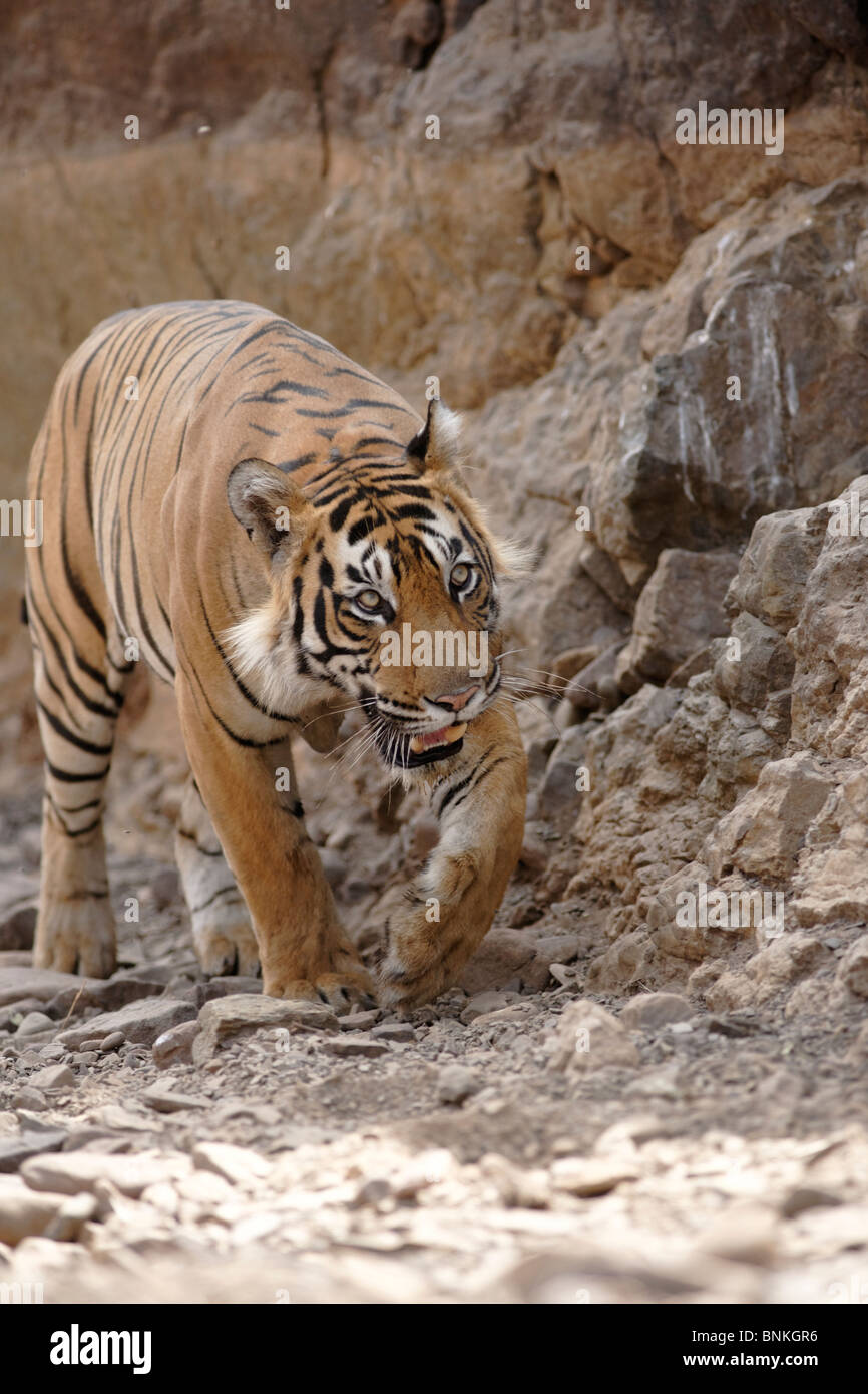 Tiger approaching wild animal hi-res stock photography and images - Alamy