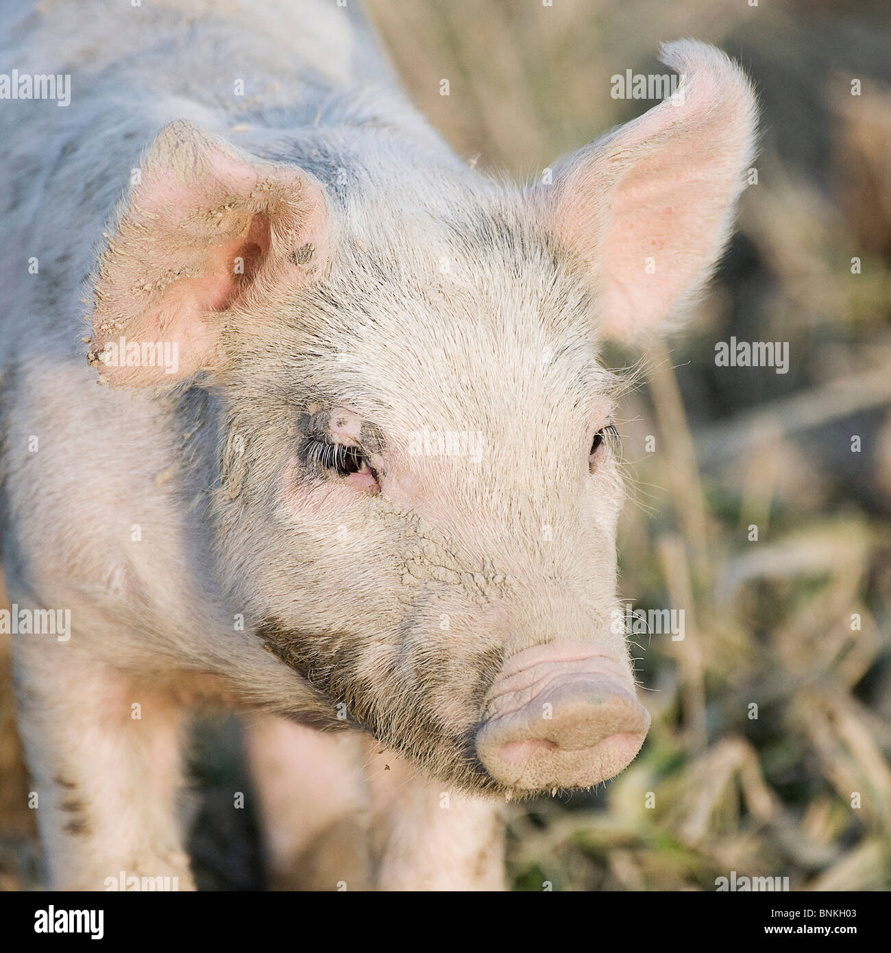 Sow Keeping High Resolution Stock Photography and Images - Alamy