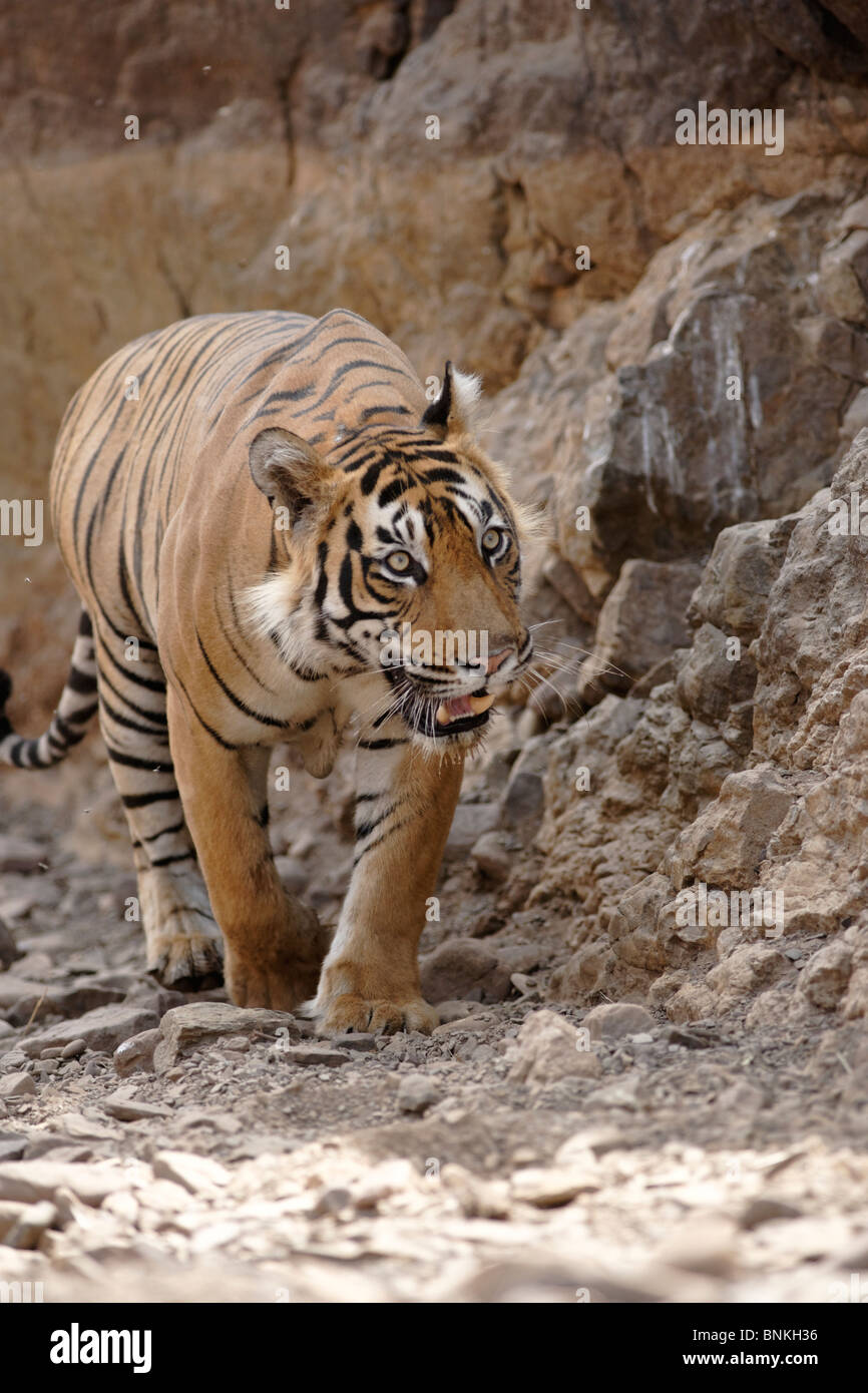 Tiger approaching hi-res stock photography and images - Alamy