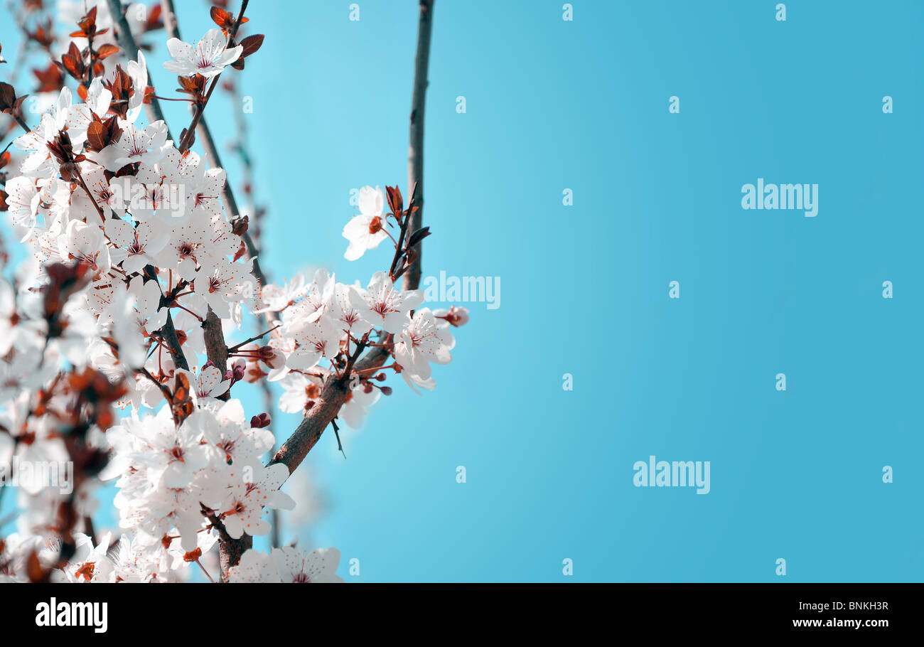 Spring time cherry blossom hi-res stock photography and images - Alamy