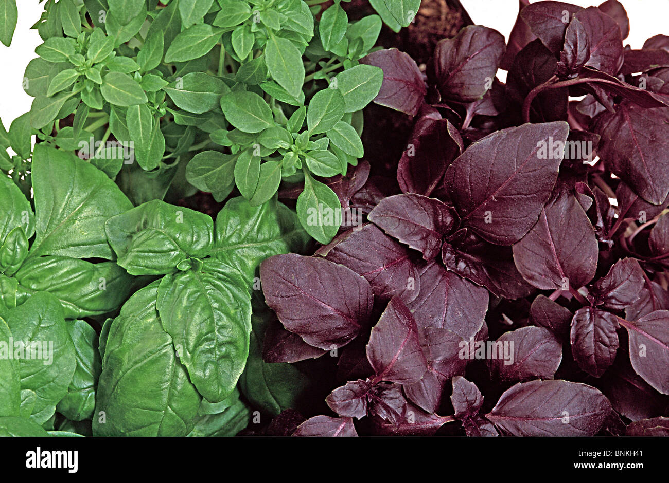 Basil ocymum basilicum hi-res stock photography and images - Alamy