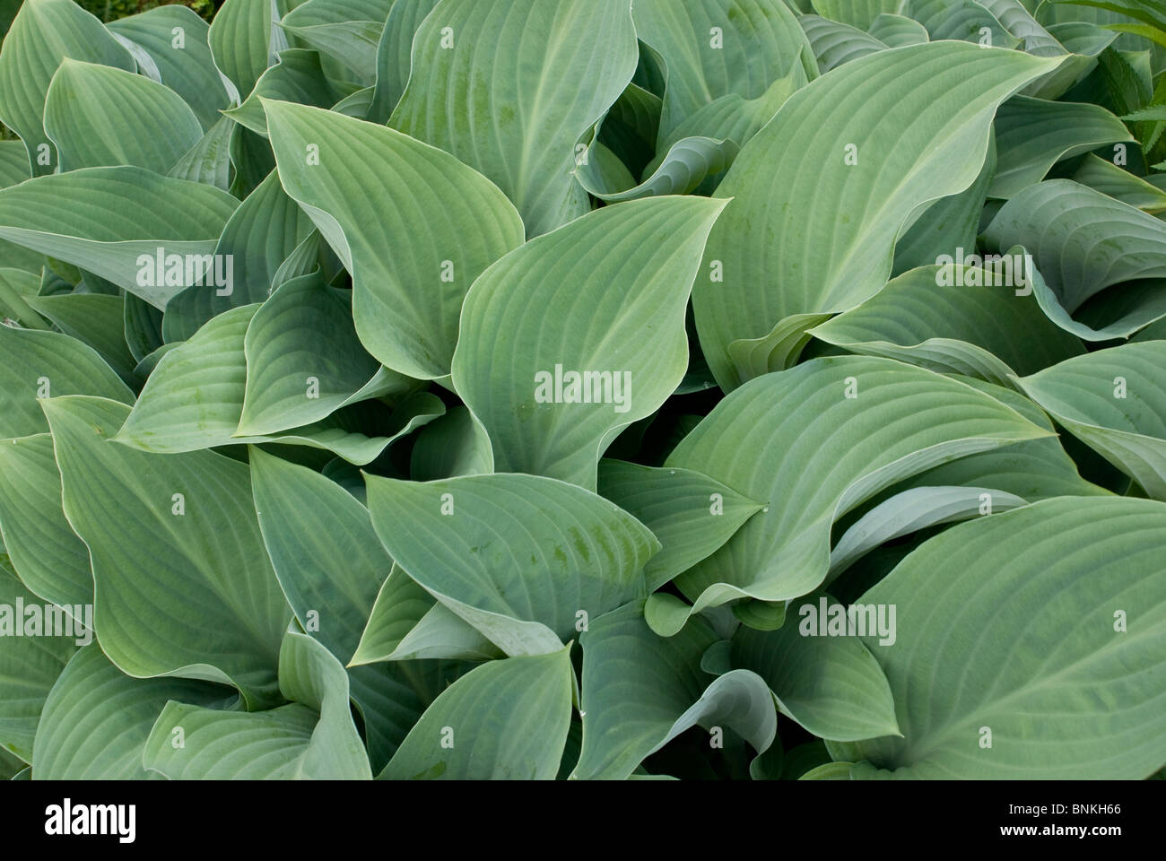 Hosta garden plant hi-res stock photography and images - Alamy