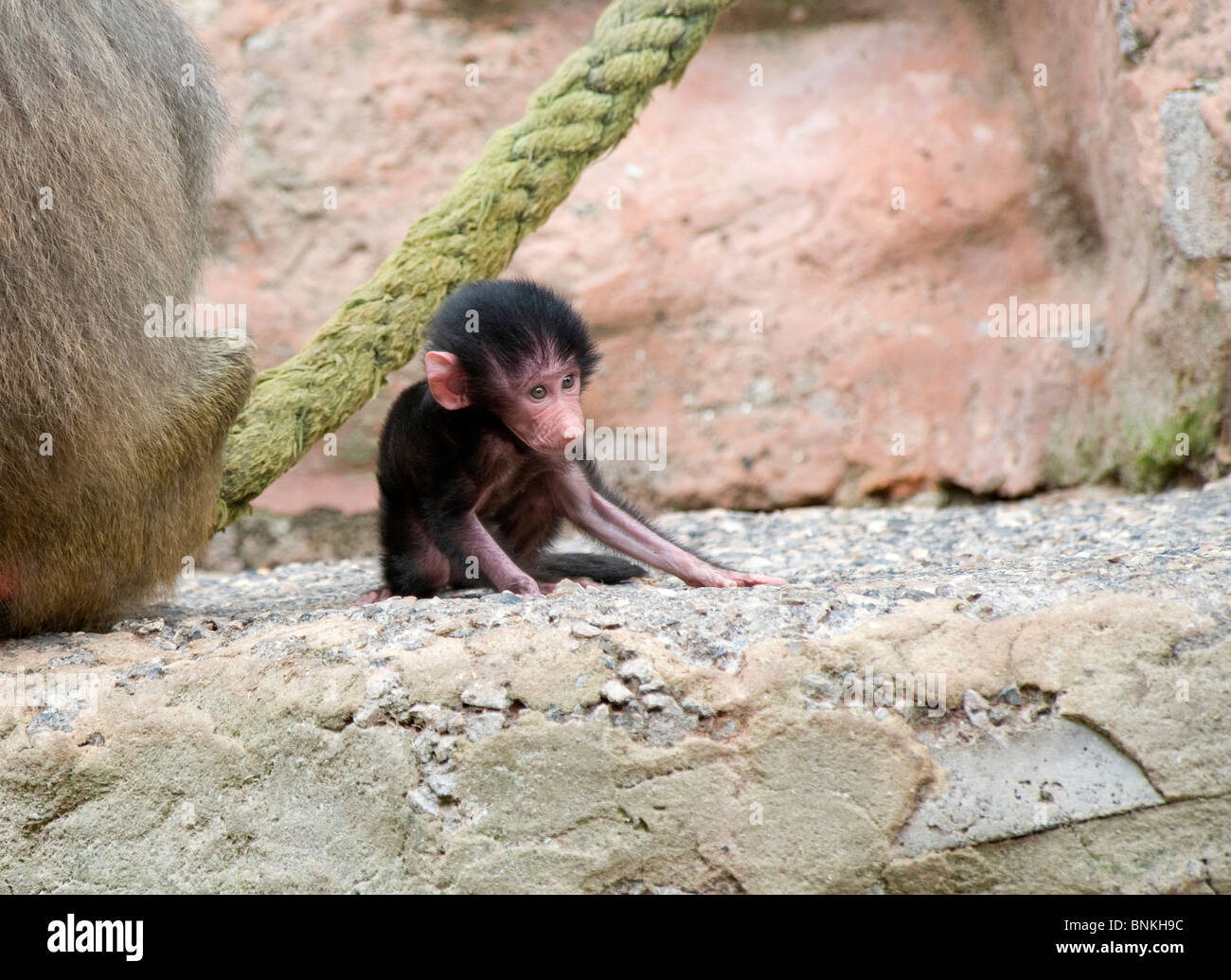 Baby Baboon sitting on a Rock Ledge Stock Photo - Alamy
