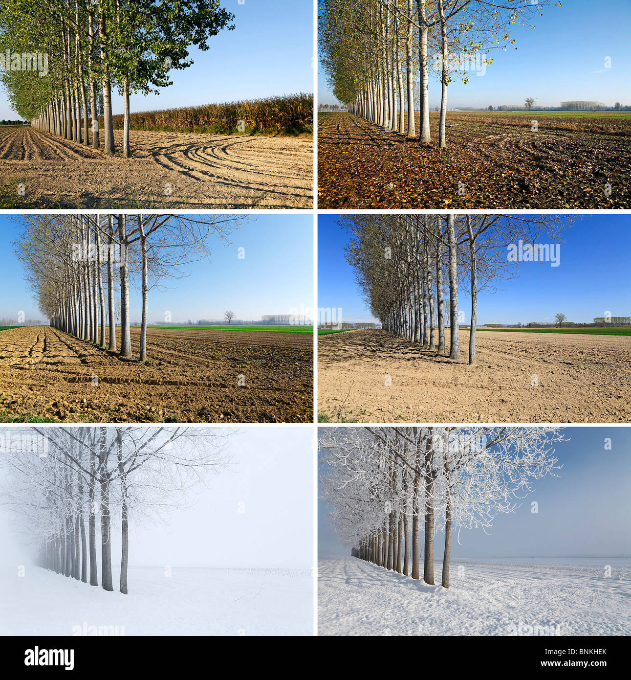 Italy Torino POIRINO picture series seasons trees pictures 6 spring ...
