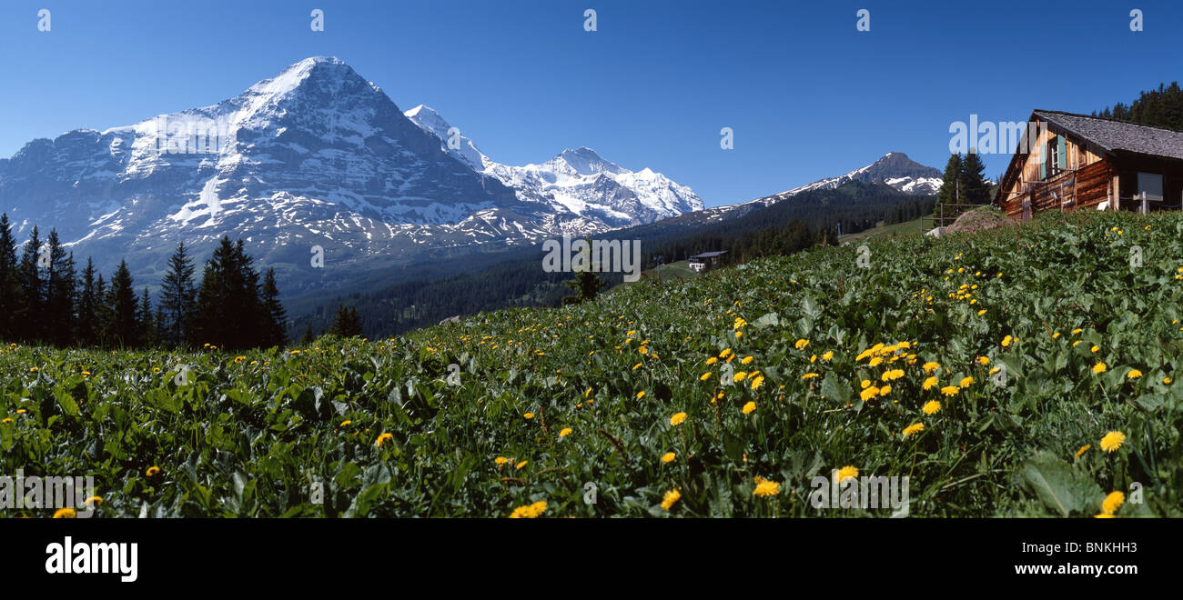 Switzerland scenery summer flower meadow mountains Jungfrau monk Monch ...