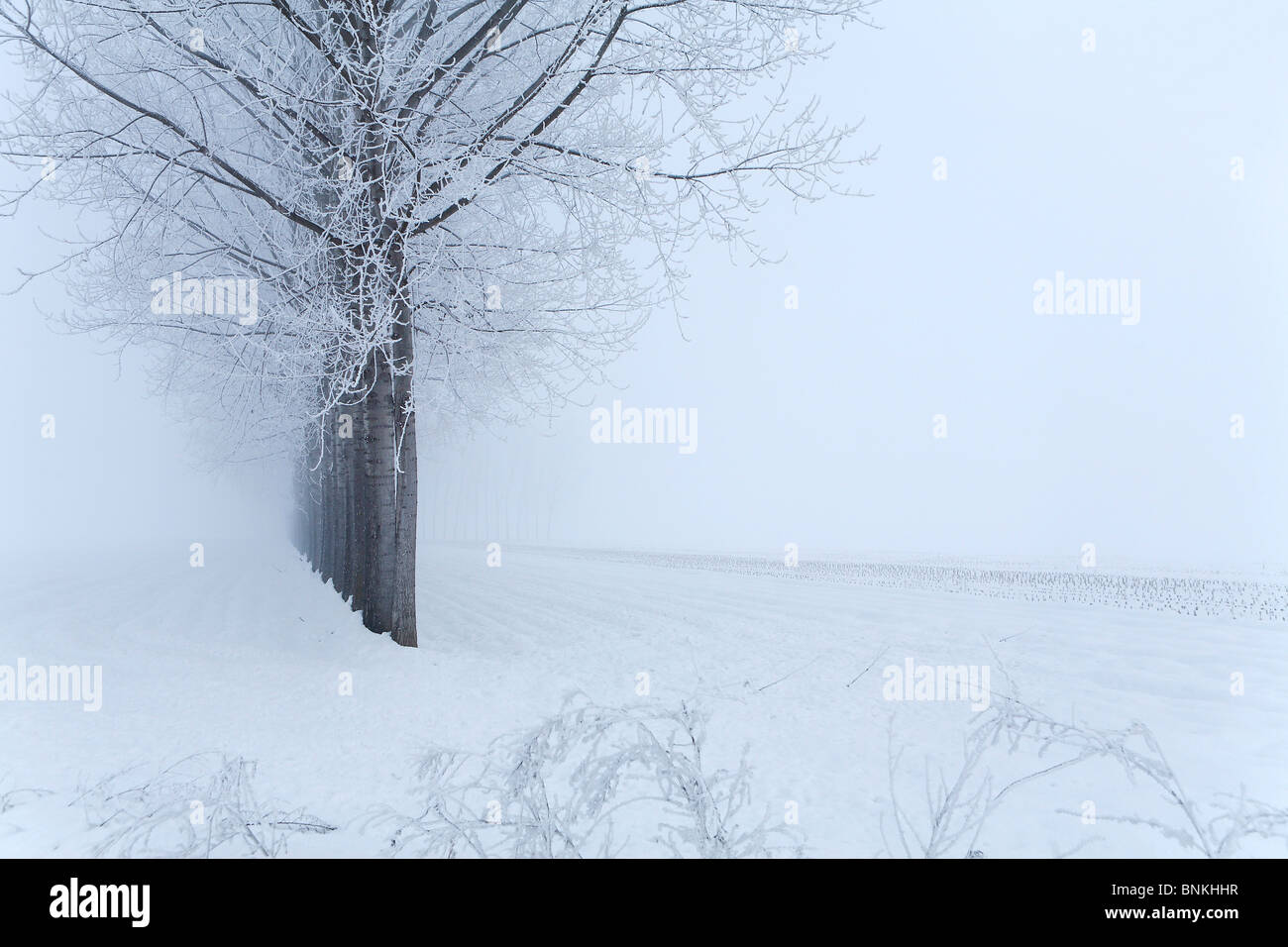 Italy Torino POIRINO picture series seasons trees pictures 6 winter ...