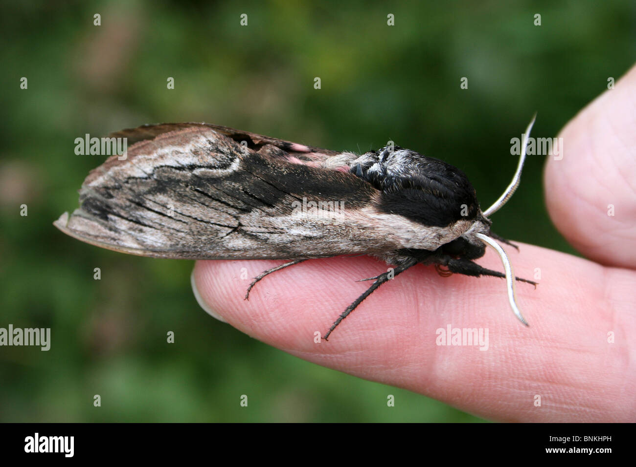Privet Hawk Moth Sphinx ligustri Sitting On Finger Taken in Cumbria, UK ...
