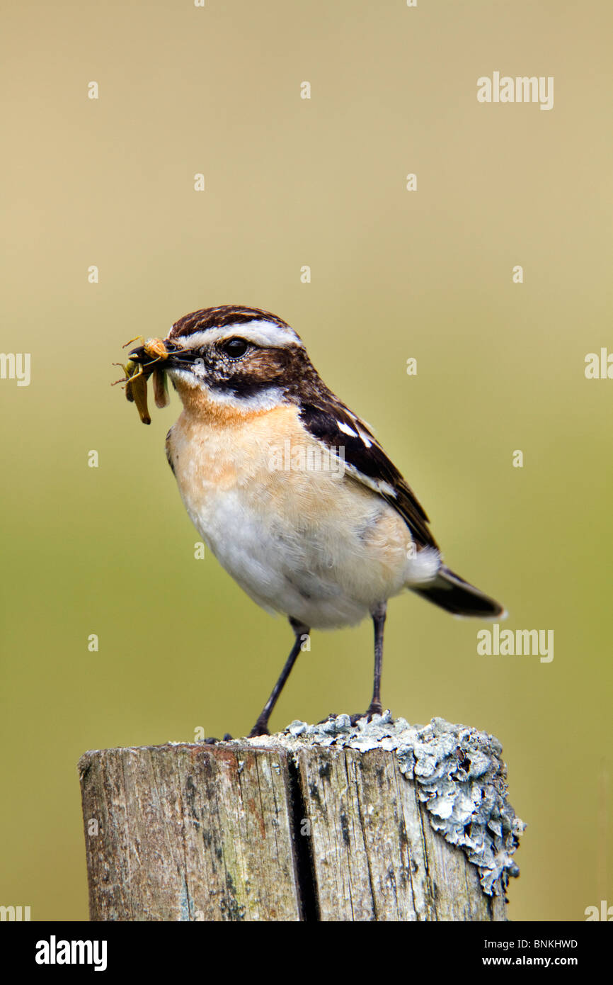 Whinchat hi-res stock photography and images - Alamy