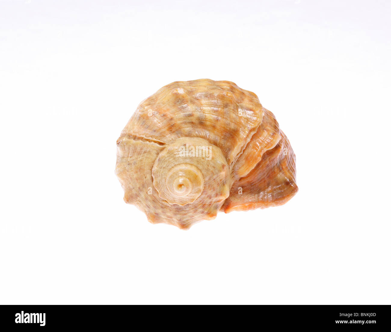 Shell oceanic hi-res stock photography and images - Alamy