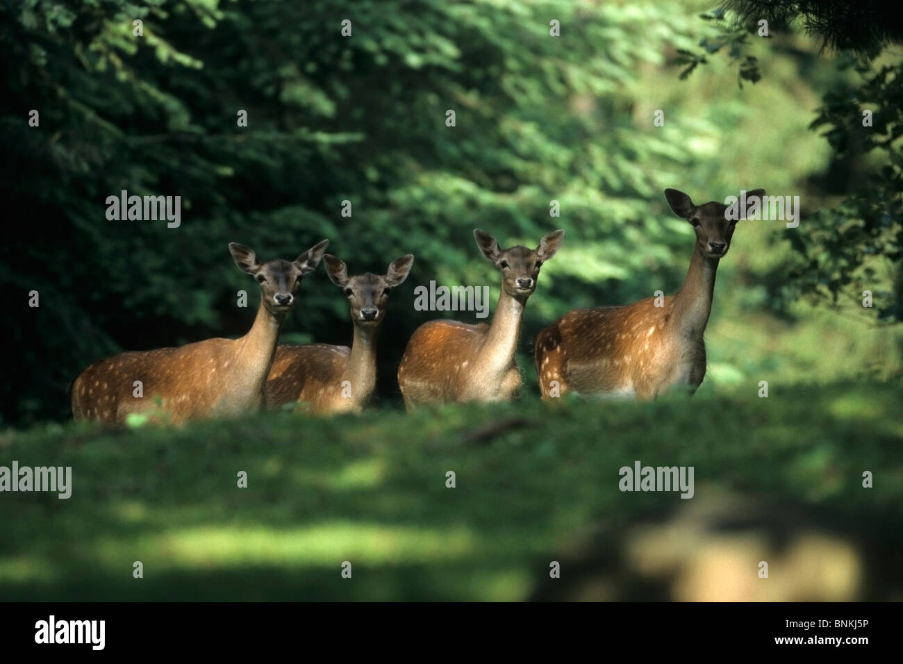 Dam game Dama dama deer stags animals game wood forest forest clearing ...