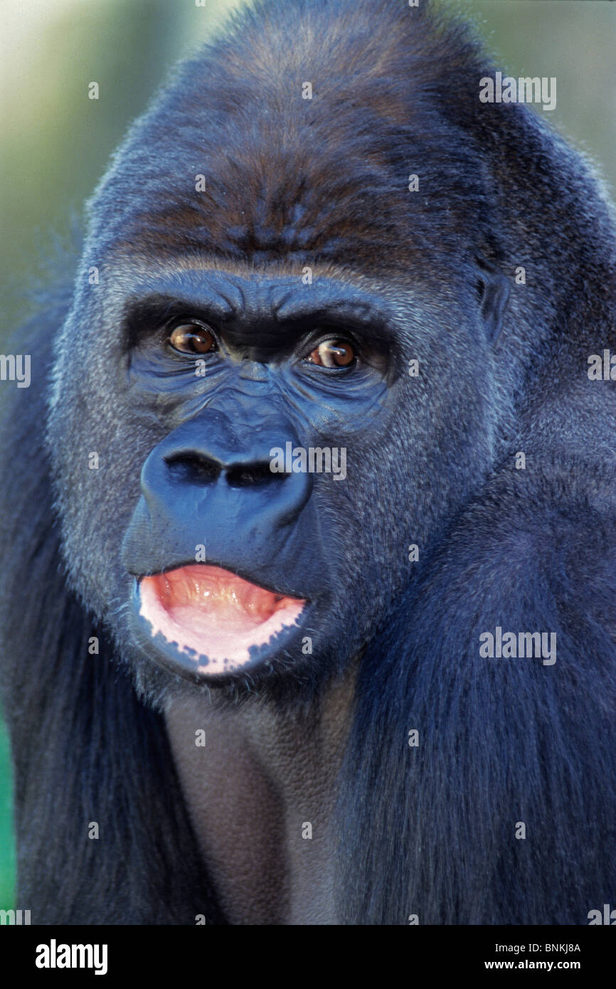 Western plain gorilla gorilla gorilla monkey Porträit ape animal beast ...