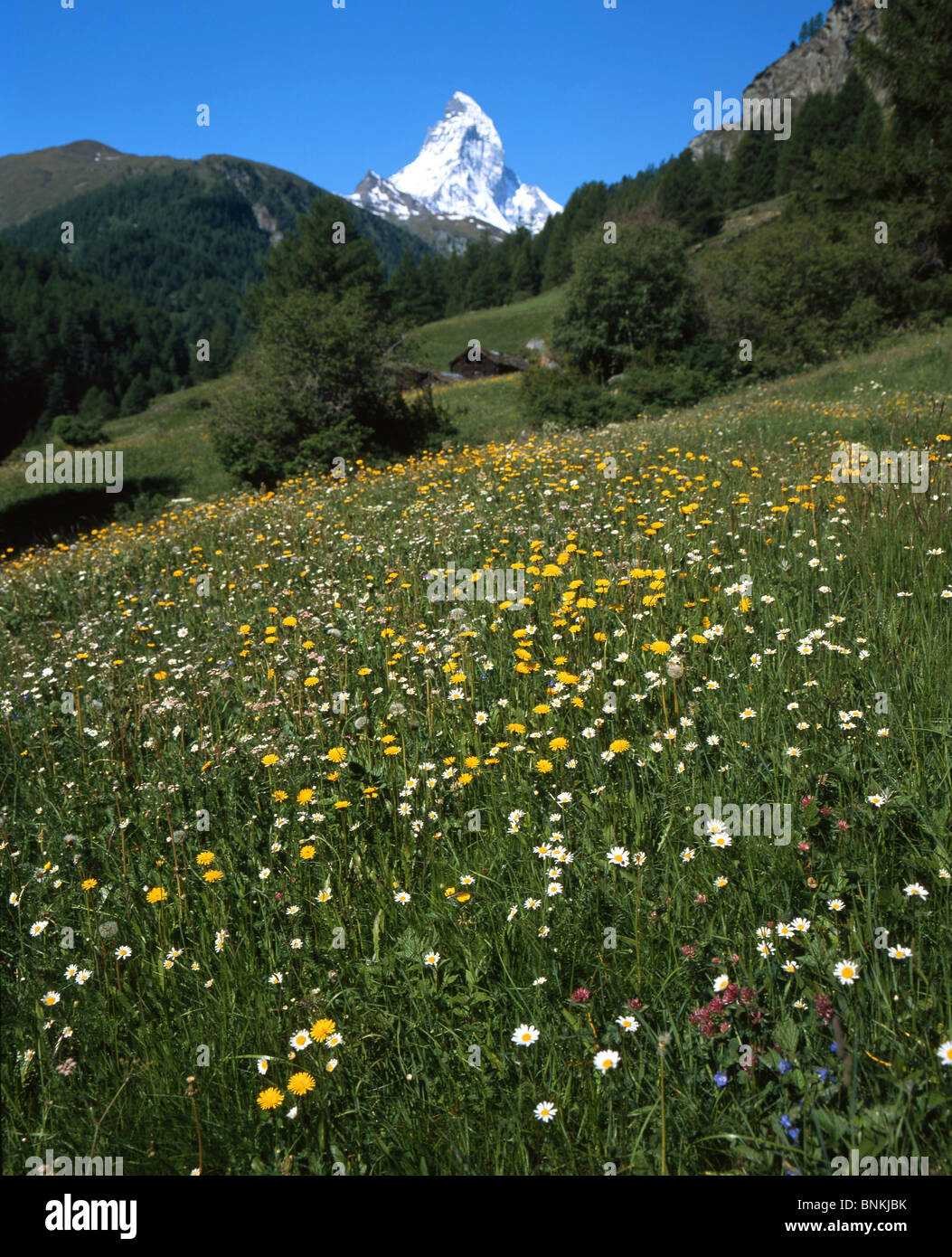 Switzerland scenery spring flower matterhorn hi-res stock photography ...