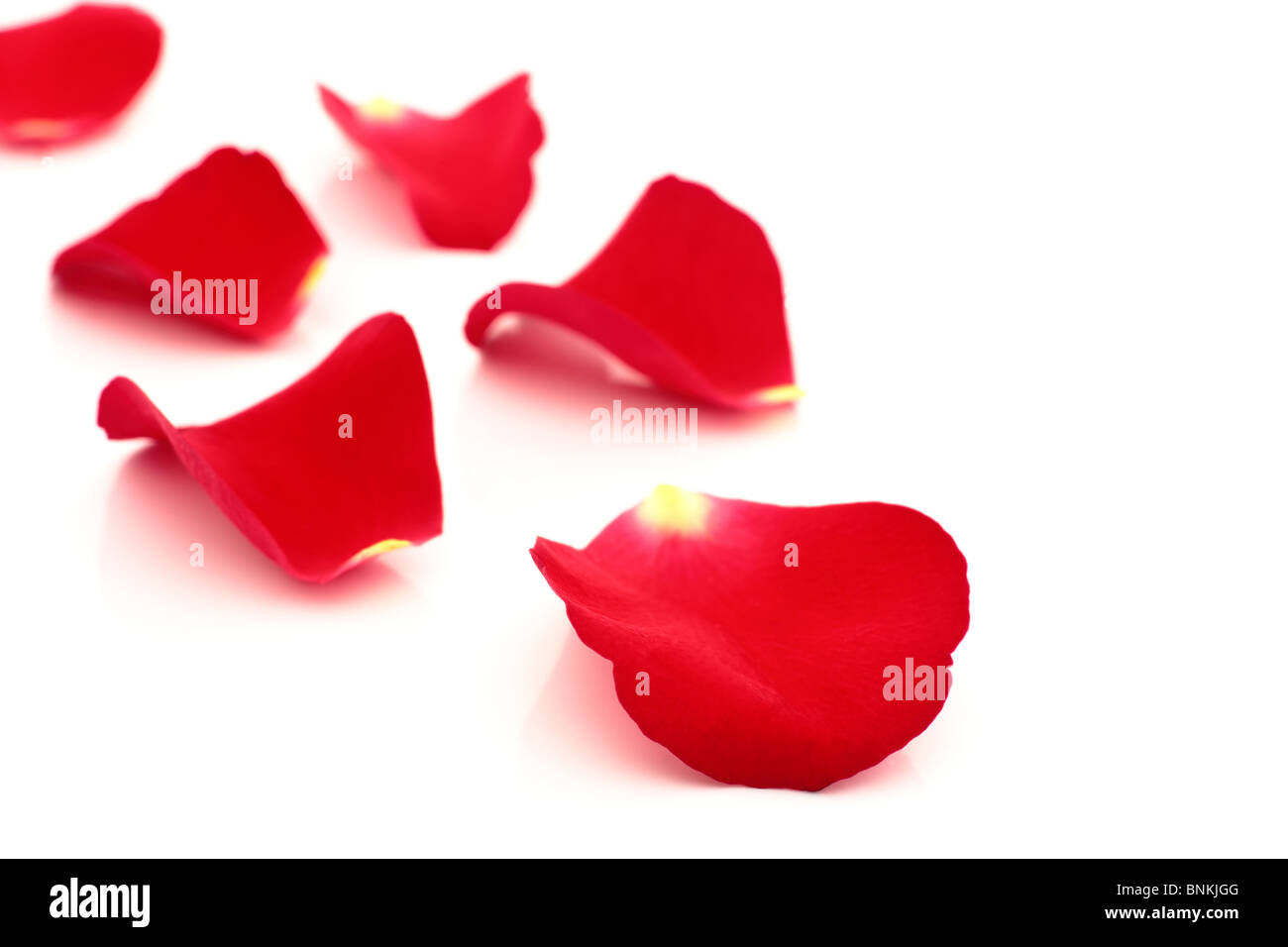 red rose petals scattered Stock Photo - Alamy