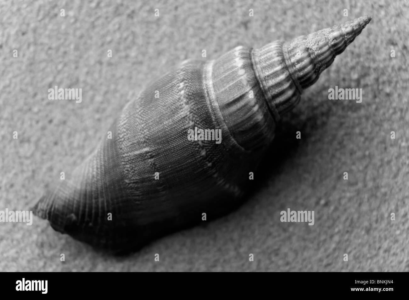 Shore clams hi-res stock photography and images - Alamy