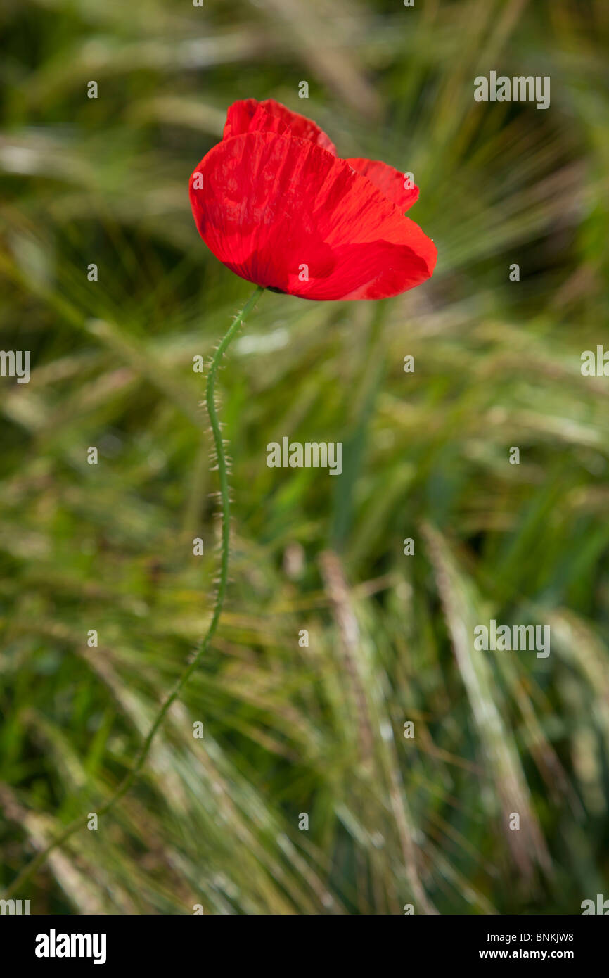 red corn poppy (Papaver rhoeas Stock Photo - Alamy