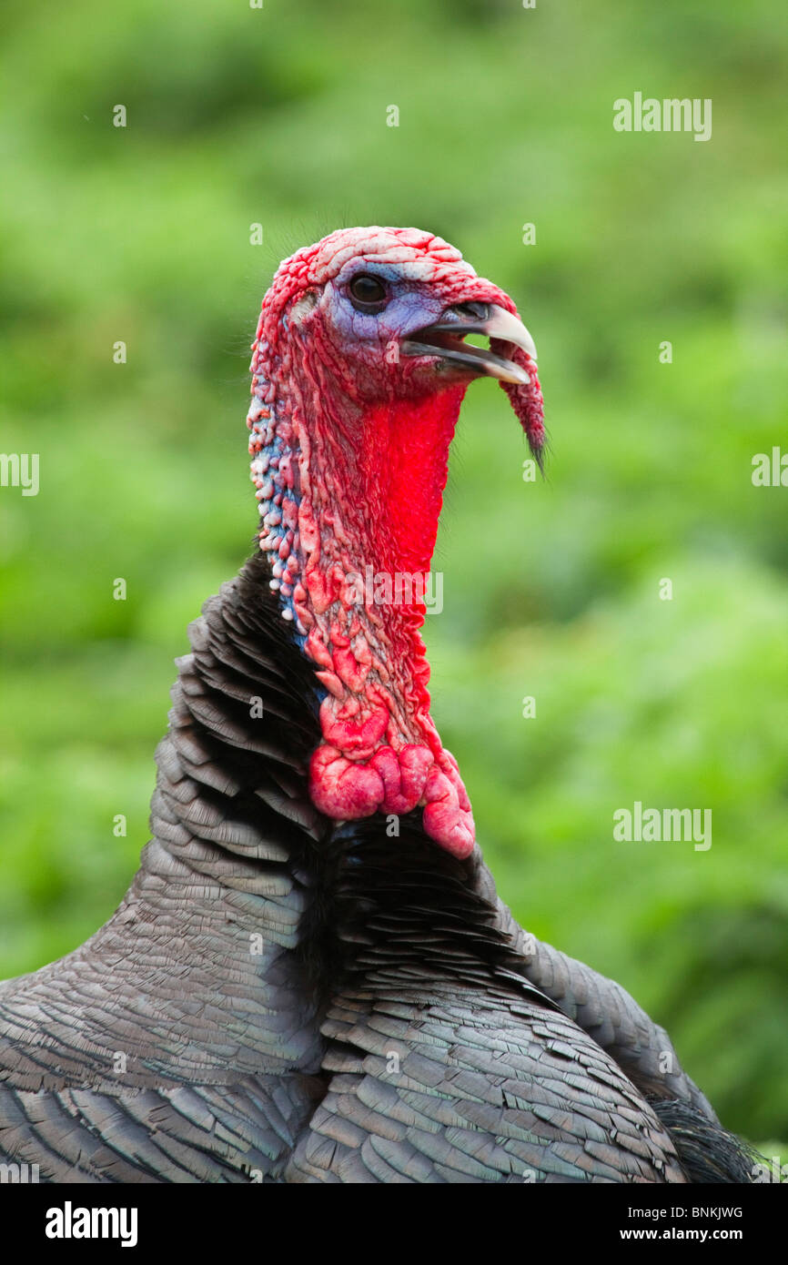 Turkey snood hi-res stock photography and images - Alamy