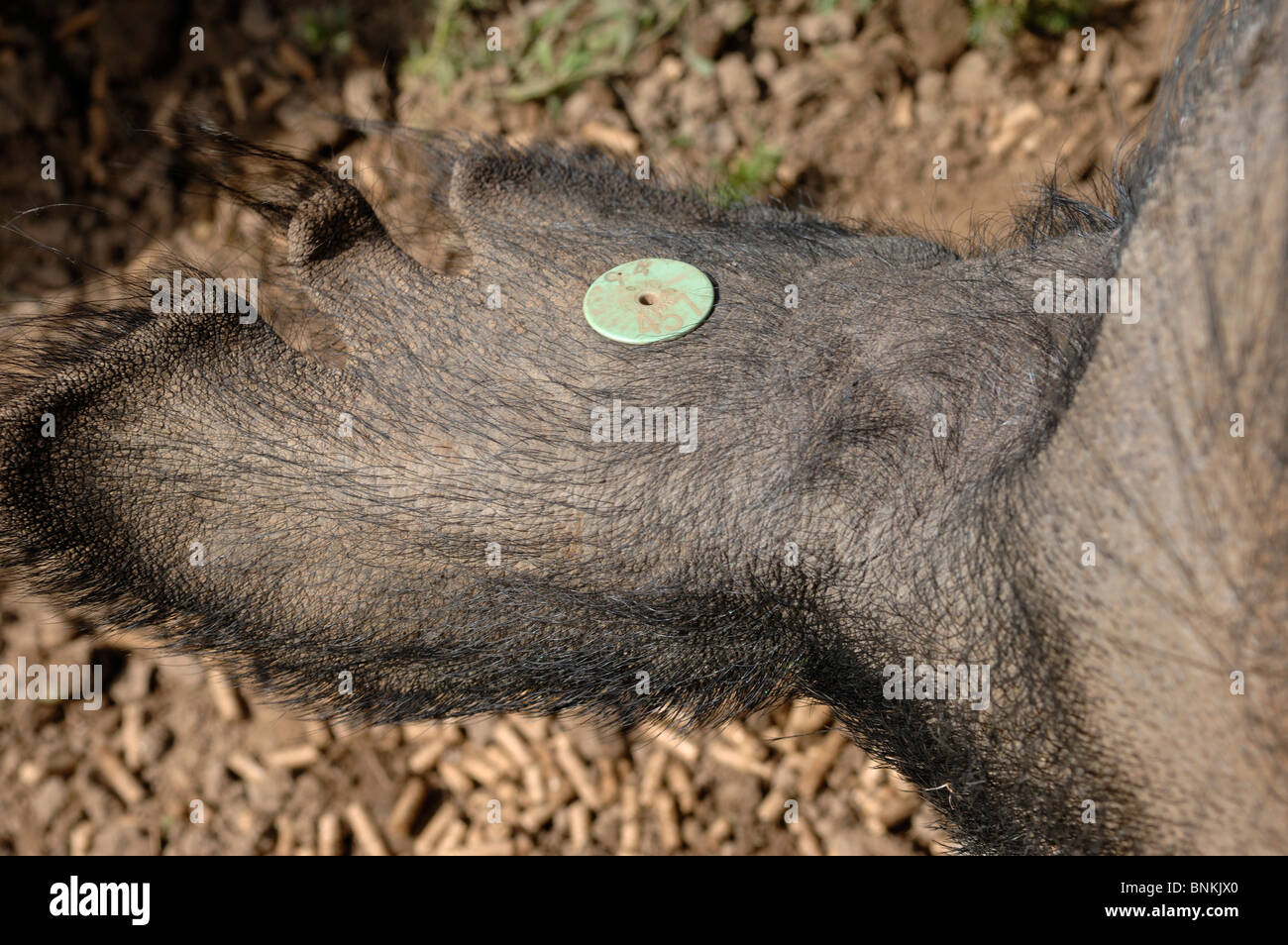 Ear tag in the torn ear of a Berkshire boar Stock Photo - Alamy